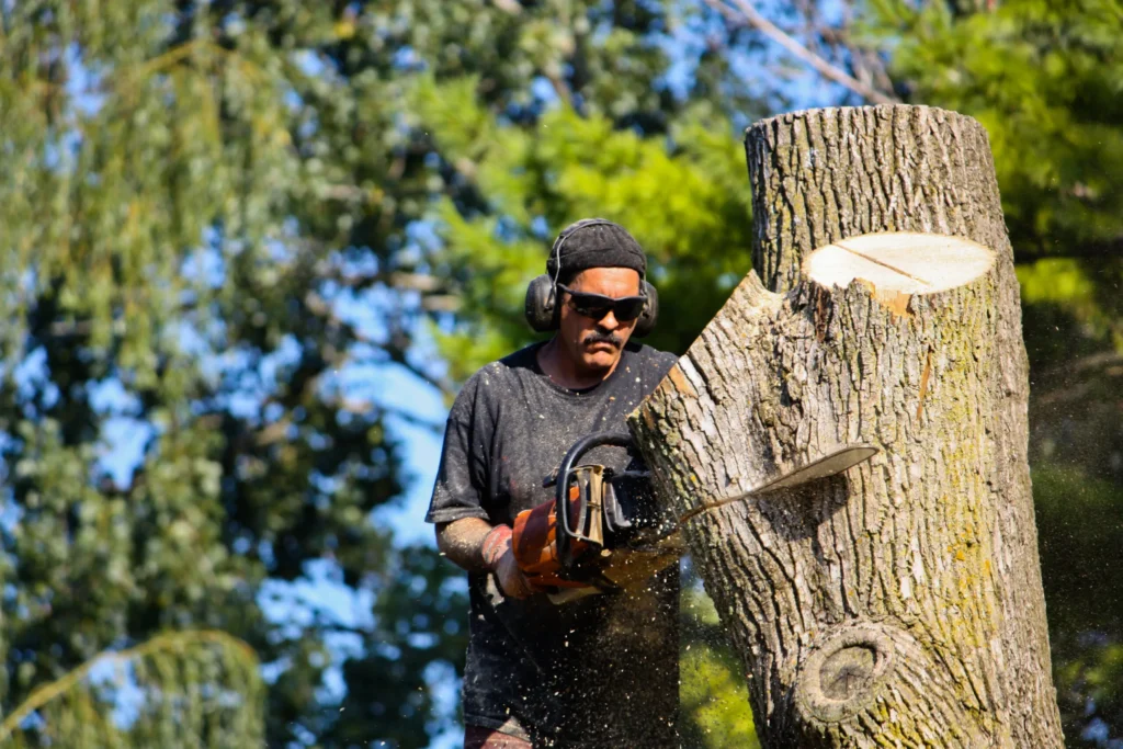 Tree Cutting - West Van Tree Service & Contracting